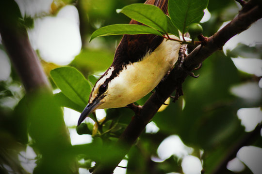 รูปภาพPajaro – เลือกดูภาพถ่ายสต็อก เวกเตอร์ และวิดีโอ25,379 | Adobe Stock