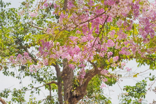 รูปภาพPyinma – เลือกดูภาพถ่ายสต็อก เวกเตอร์ และวิดีโอ125 | Adobe Stock