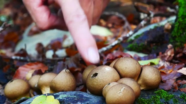 Imagens de Puffball – Explore Fotografias do Stock, Vetores e Vídeos de ...
