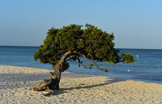 Divi-Divi-Tree Images – Browse 49 Stock Photos, Vectors, and Video ...