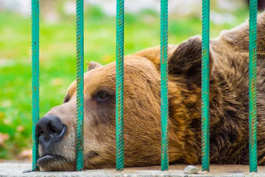 Sad Cute Animals In Zoos
