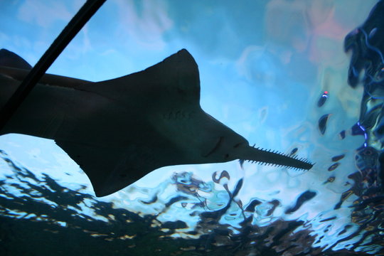 Pristiformes Bilder – Durchsuchen 903 Archivfotos, Vektorgrafiken und ...