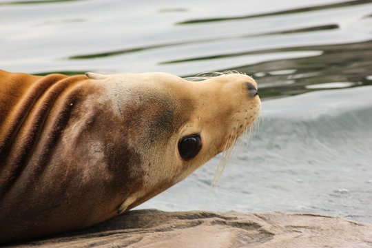 「Seerobbe」の画像 - 290 件の Stock 写真、ベクターおよびビデオ | Adobe Stock