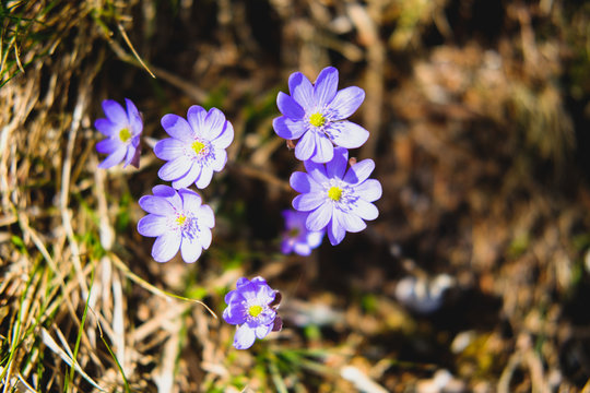 Leberblume bilder – Bläddra bland 88 stockfoton, vektorer och videor ...
