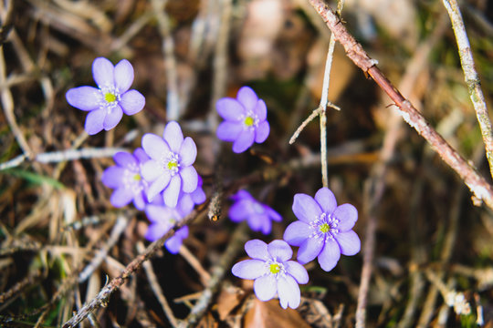 รูปภาพLeberblume – เลือกดูภาพถ่ายสต็อก เวกเตอร์ และวิดีโอ99 | Adobe Stock