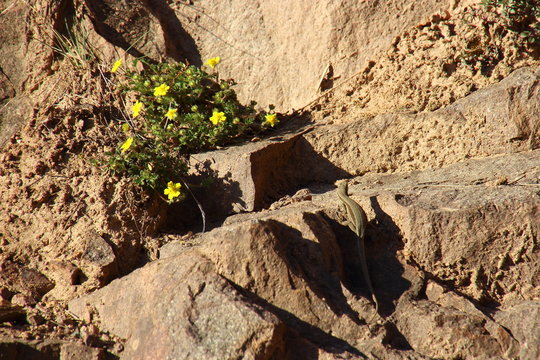 「Felse」の画像 - 282 件の Stock 写真、ベクターおよびビデオ | Adobe Stock