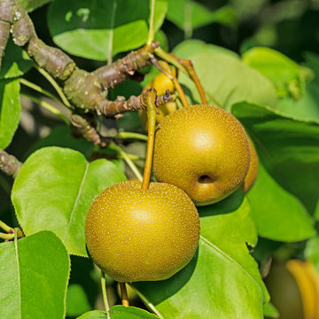 Bapfel Bilder – Durchsuchen 25 Archivfotos, Vektorgrafiken und Videos ...