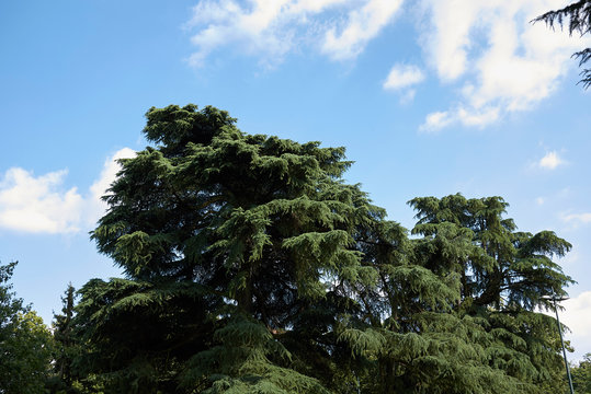 "Lebanon Cedar" Images – Browse 1,651 Stock Photos, Vectors, and Video ...