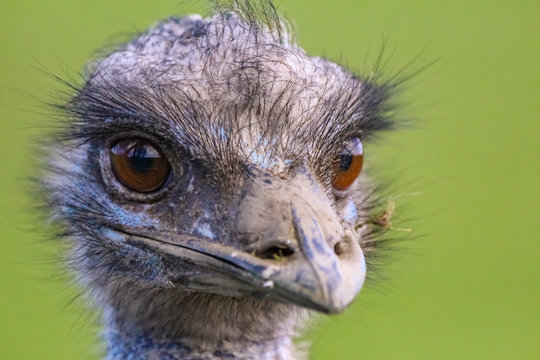 Rhea Images – Browse 10,615 Stock Photos, Vectors, and Video | Adobe Stock