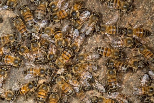 Avejas Images – Browse 41 Stock Photos, Vectors, and Video | Adobe Stock