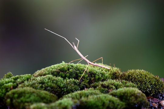 รูปภาพPhasmatodea – เลือกดูภาพถ่ายสต็อก เวกเตอร์ และวิดีโอ26,157 ...