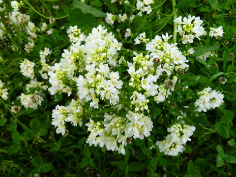 "Red Cole" Bilder – Durchsuchen 28,305 Archivfotos, Vektorgrafiken und ...