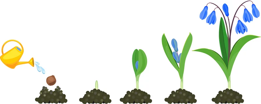 Life Cycle Of A Bluebell Flower | Best Flower Site