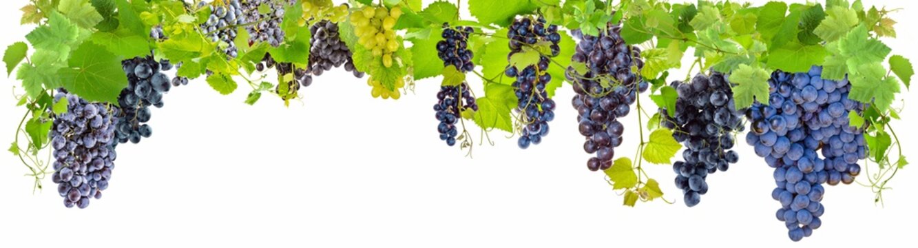 「Pampres」の写真素材 | 386件の無料イラスト画像 | Adobe Stock