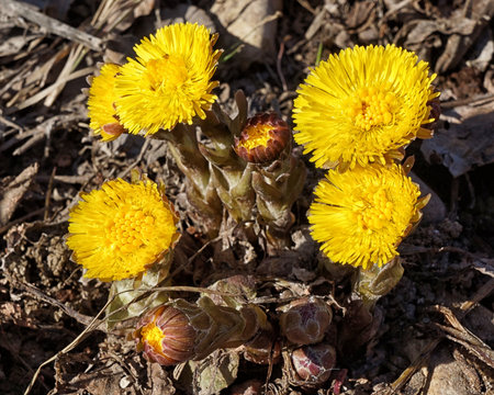 Tash Images – Browse 1,179 Stock Photos, Vectors, and Video | Adobe Stock