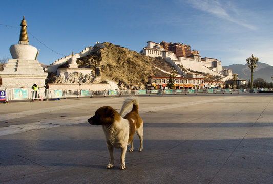 Budala Images – Browse 34 Stock Photos, Vectors, and Video | Adobe Stock