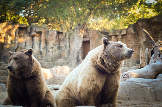 Osos Images – Parcourir 963 le catalogue de photos, vecteurs et vidéos ...