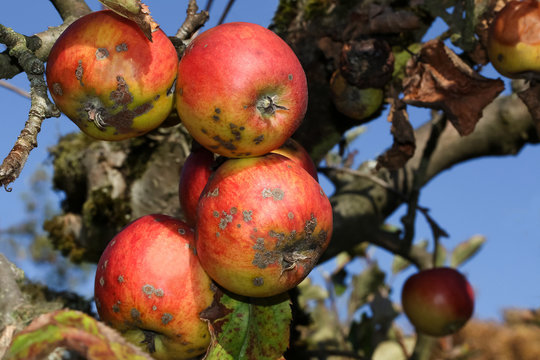 「Runzelig」の画像 - 373 件の Stock 写真、ベクターおよびビデオ | Adobe Stock