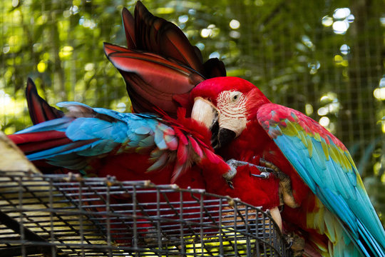 Paraja Images – Browse 10 Stock Photos, Vectors, and Video | Adobe Stock