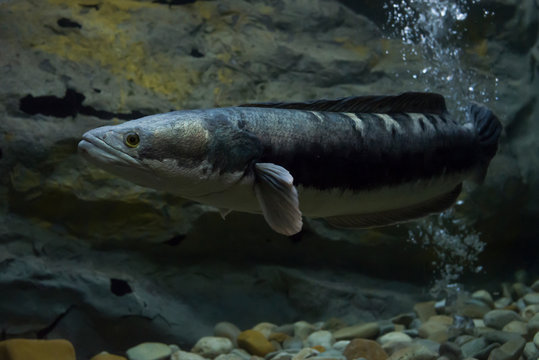 Mudfish photos, royalty-free images, graphics, vectors & videos | Adobe ...