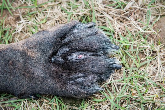 Atopic Dermatitis In Dogs Paw