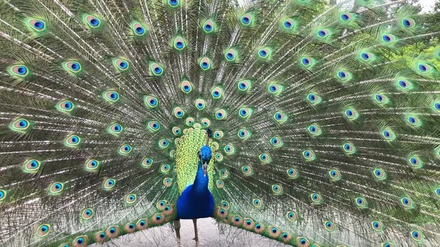 Phasianinae bilder – Bläddra bland 513 stockfoton, vektorer och videor ...