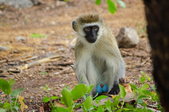 "Vervet Monkey" Images – Browse 13,913 Stock Photos, Vectors, and Video ...
