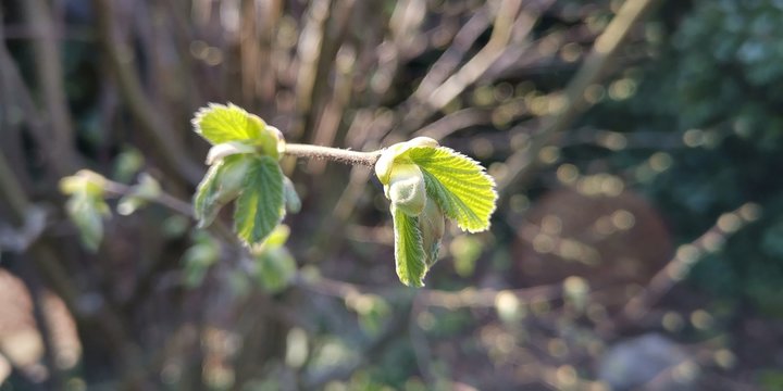 Haselnussblatt Bilder – Durchsuchen 1,193 Archivfotos, Vektorgrafiken ...