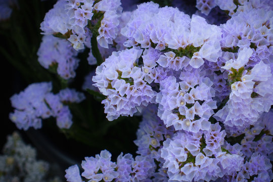 รูปภาพLimonium – เลือกดูภาพถ่ายสต็อก เวกเตอร์ และวิดีโอ5,024 | Adobe Stock