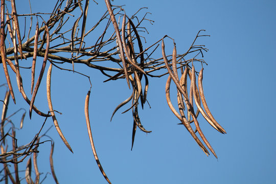 "Cigar Tree" Images – Browse 206 Stock Photos, Vectors, and Video ...