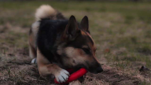 Malinua Imagens – Procure 162 fotos, vetores e vídeos | Adobe Stock