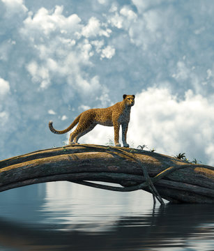 Wild-Animals bilder – Bläddra bland 283 stockfoton, vektorer och videor ...