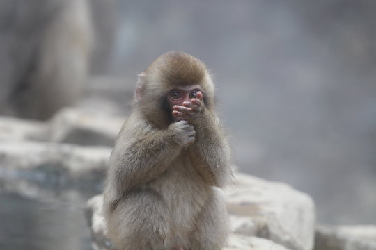 Japanmakak Images – Parcourir 649 le catalogue de photos, vecteurs et ...