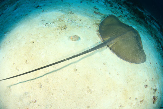 รูปภาพWhipray – เลือกดูภาพถ่ายสต็อก เวกเตอร์ และวิดีโอ29,332 | Adobe Stock