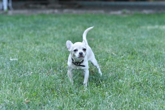 Chiguagua Images – Browse 63 Stock Photos, Vectors, and Video | Adobe Stock