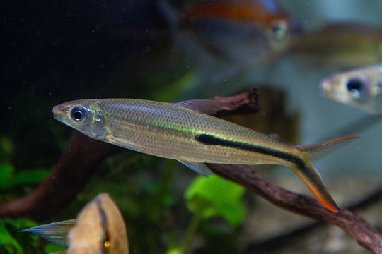 Characin Images – Browse 41 Stock Photos, Vectors, and Video | Adobe Stock
