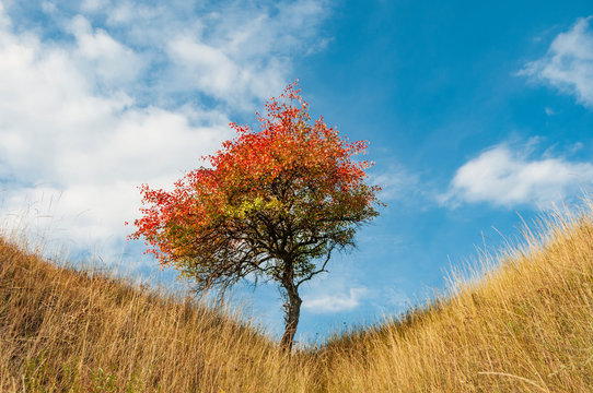 Lone Autumn Tree Images – Browse 21,919 Stock Photos, Vectors, and ...