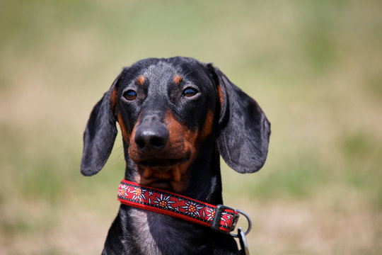 Budger Images – Browse 58 Stock Photos, Vectors, and Video | Adobe Stock