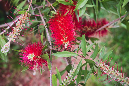 Callistemon Bilder – Durchsuchen 4,200 Archivfotos, Vektorgrafiken und ...