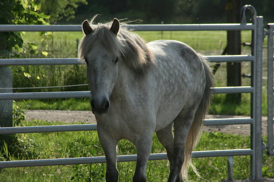 Apfelschimmel bilder – Bläddra bland 491 stockfoton, vektorer och ...