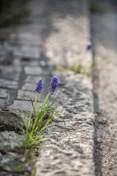 Rinnstein bilder – Bläddra bland 215 stockfoton, vektorer och videor ...