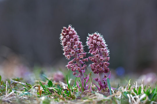 Butterbur Imagens – Procure 1,526 fotos, vetores e vídeos | Adobe Stock