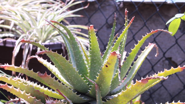 Savila Images – Browse 99 Stock Photos, Vectors, and Video | Adobe Stock