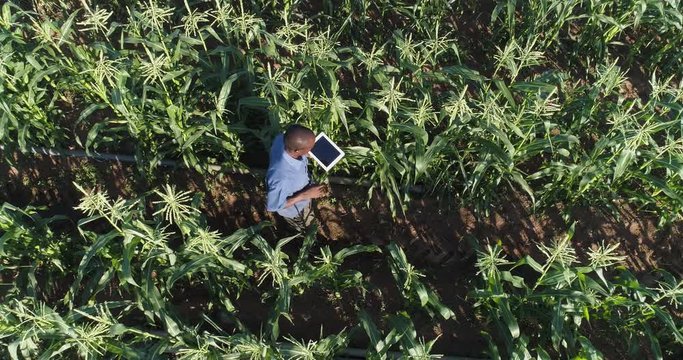 "Maize Crop" Images – Browse 252 Stock Photos, Vectors, and Video ...