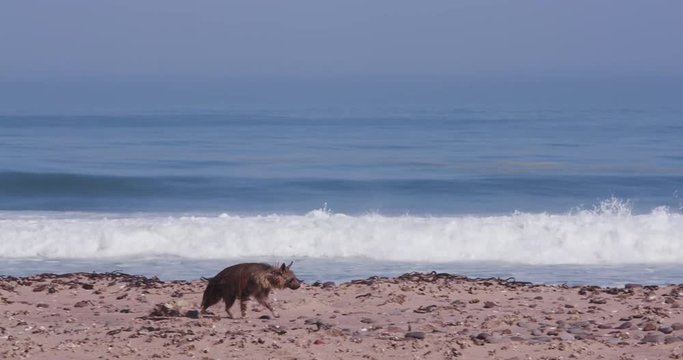 รูปภาพStrandwolf – เลือกดูภาพถ่ายสต็อก เวกเตอร์ และวิดีโอ183 | Adobe Stock