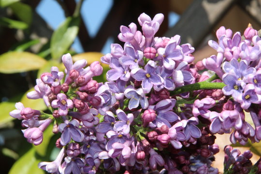 Lilla Bilder – Durchsuchen 6,137 Archivfotos, Vektorgrafiken und Videos ...