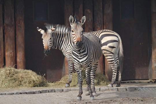 「Fluchttier」の画像 - 864 件の Stock 写真、ベクターおよびビデオ | Adobe Stock