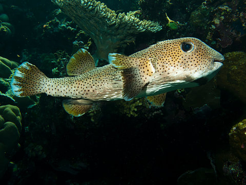 Hystrix 画像 - 参照 2,011 Stock 写真、ベクターおよびビデオ | Adobe Stock