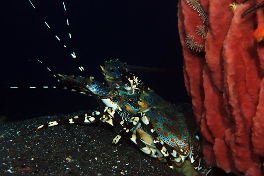 "Painted Crayfish" Bilder – Durchsuchen 104 Archivfotos, Vektorgrafiken ...