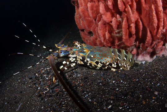 "Painted Crayfish" Bilder – Durchsuchen 104 Archivfotos, Vektorgrafiken ...